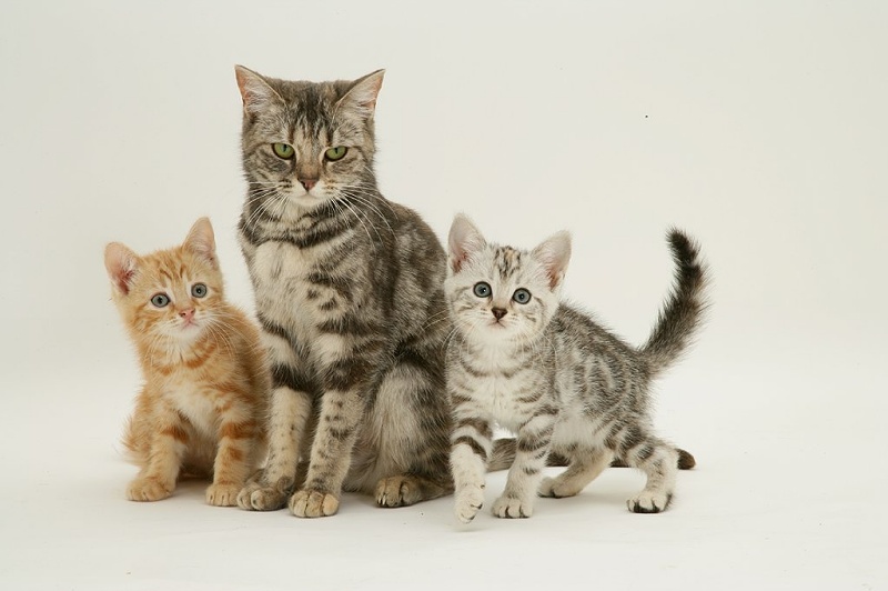 Login - International Cat Care