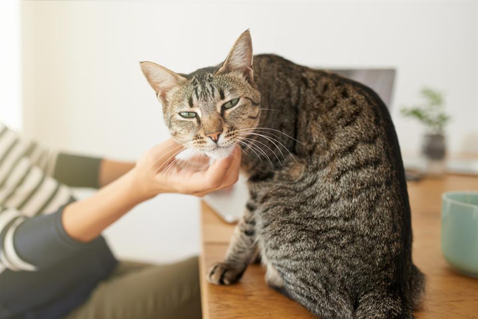 Login - International Cat Care